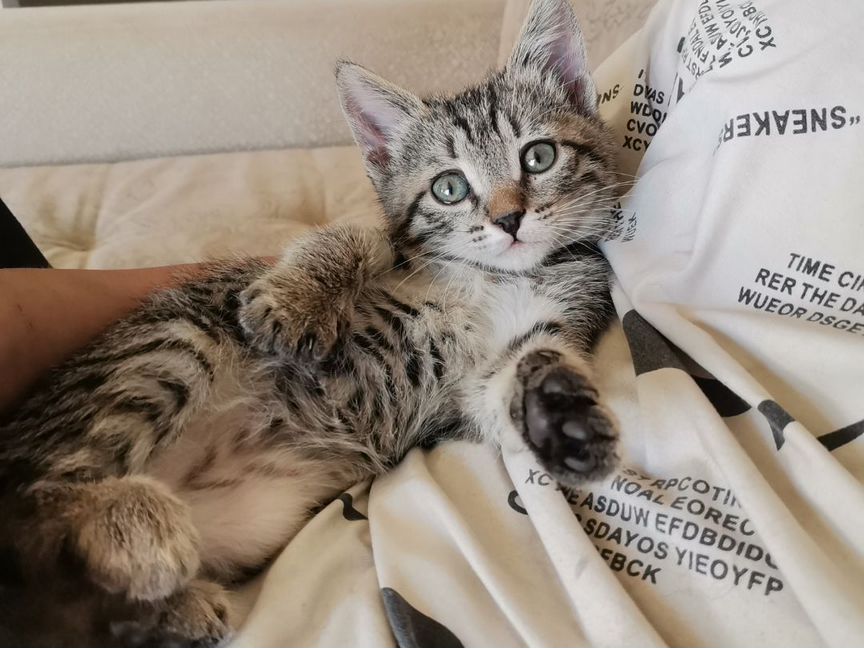 Кошка в дар бесплатно