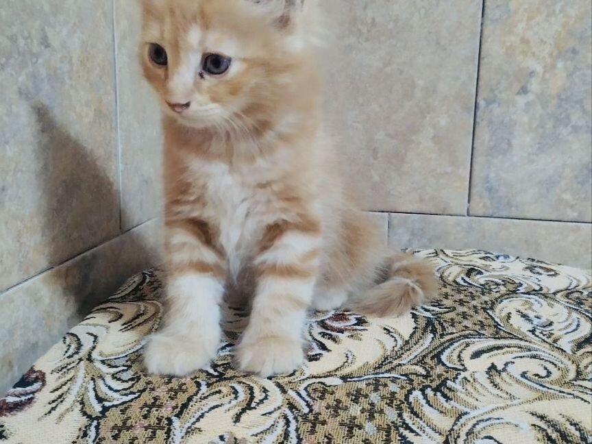 Рыже солнечные мальчишки