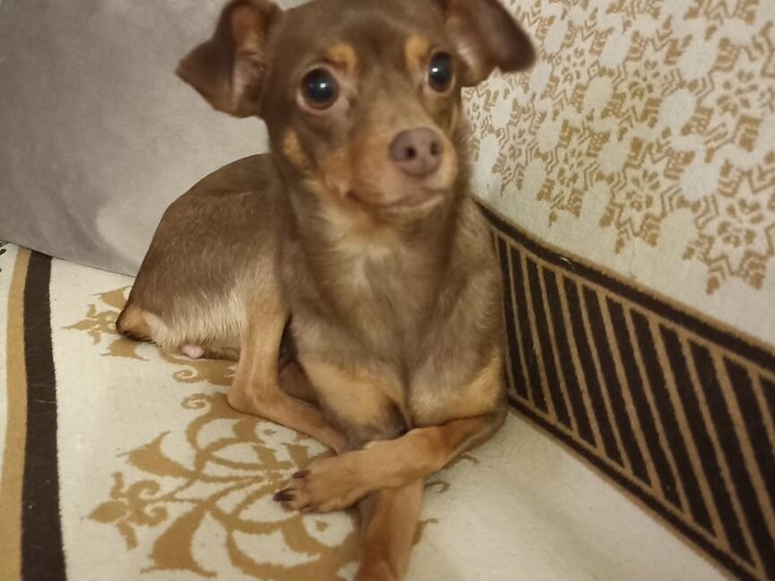 Собака в добрые руки, той-терьер русский