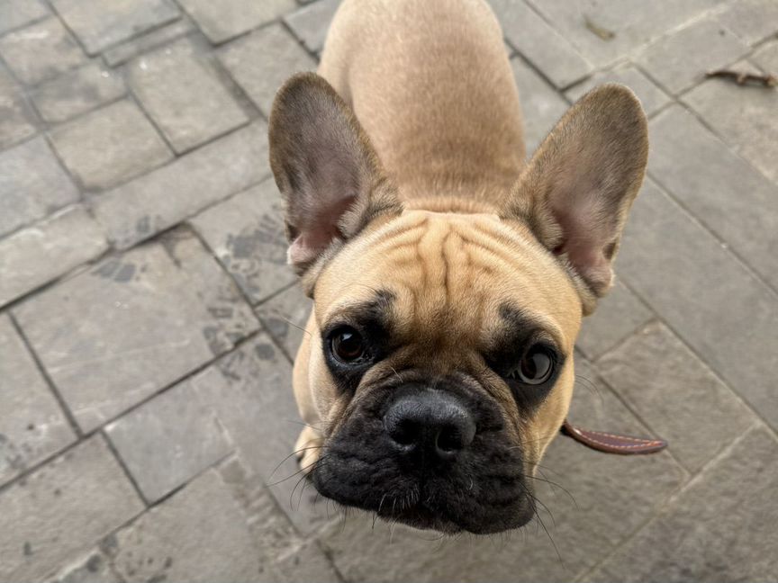 Щенок французского будьдога