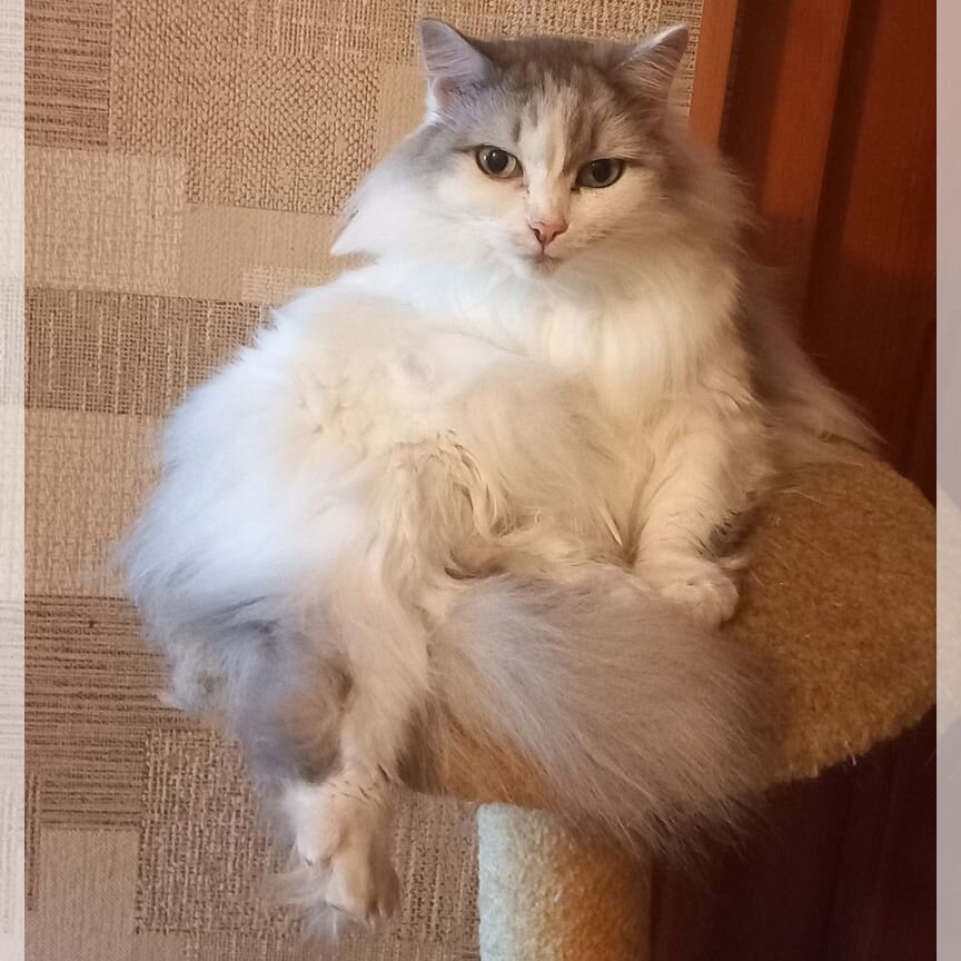 Кошечка стерилизованная