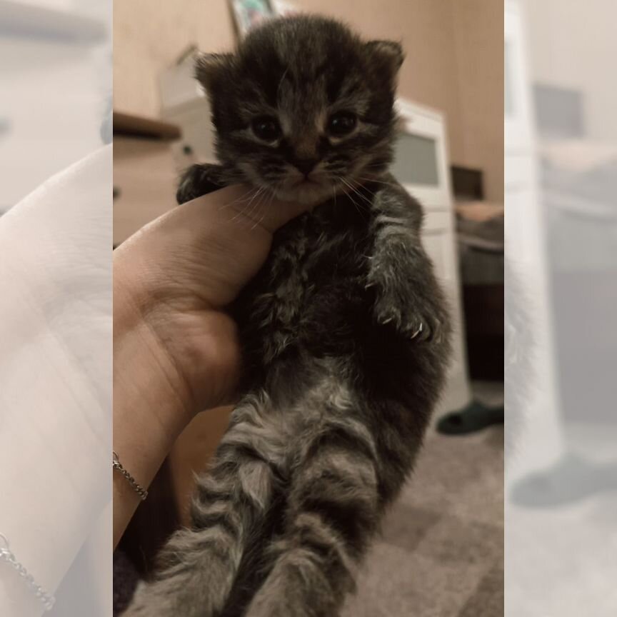 Вислоухие котята