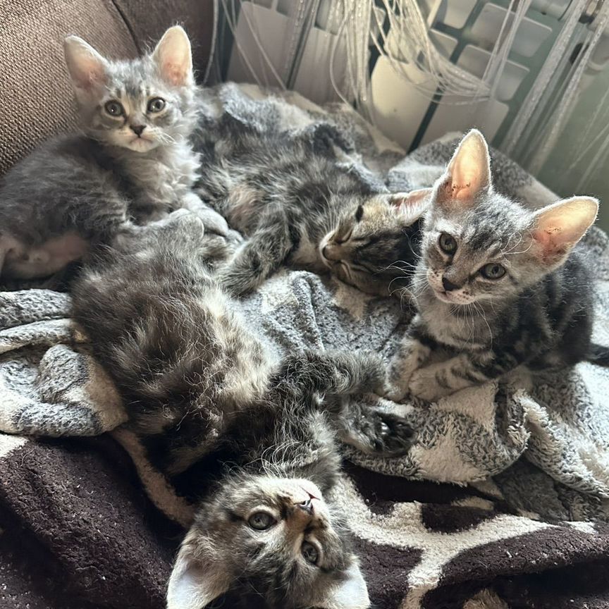 Отдам котят в добрые руки