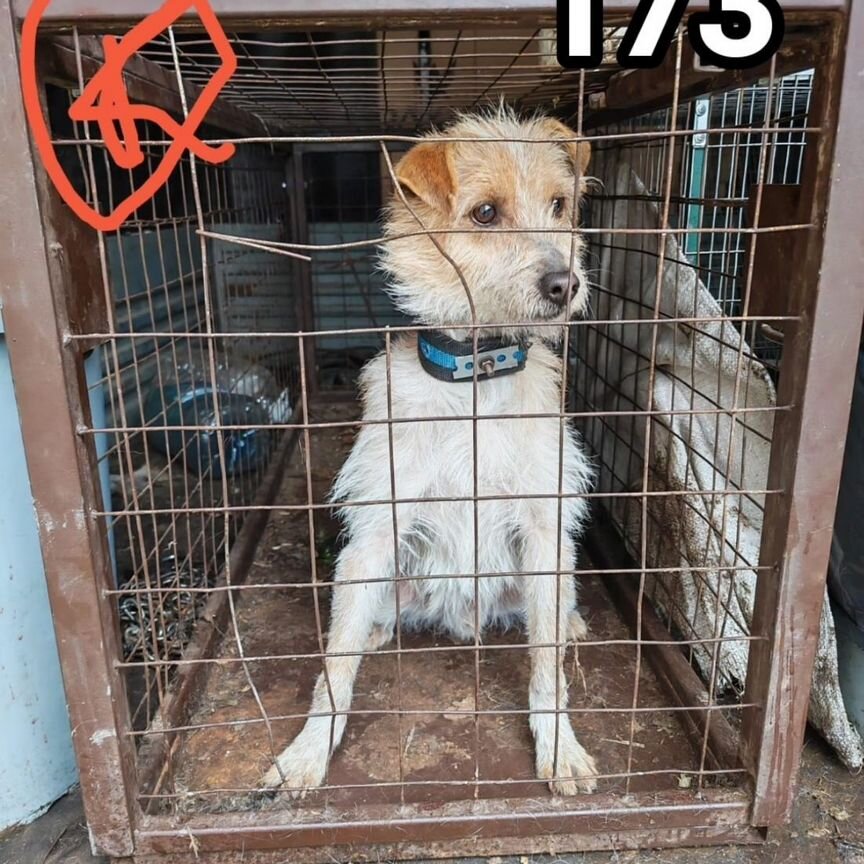 Взрослая собака в добрые руки