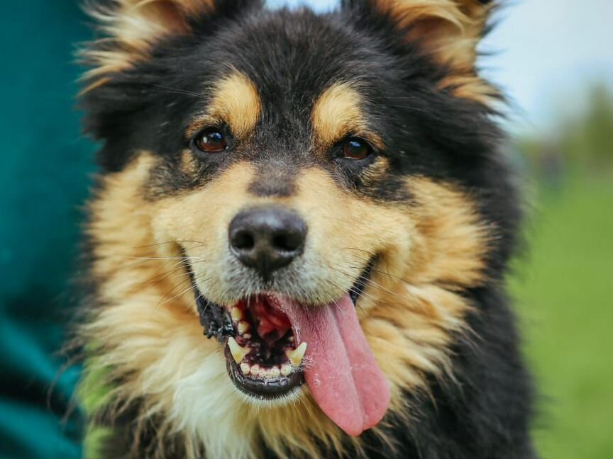 Шикарный Атаман из приюта ищет дом и семью