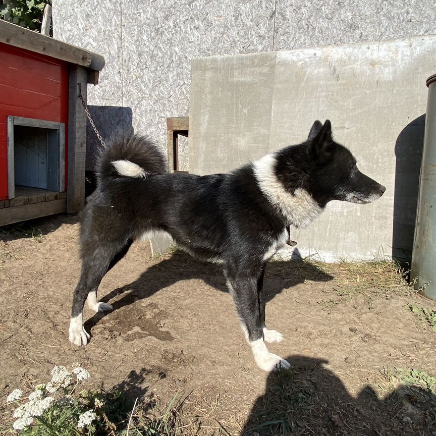 Русско европейская лайка