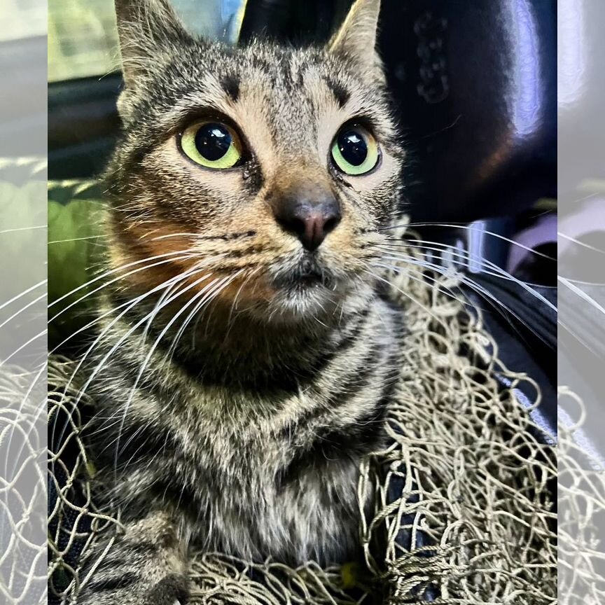 Бенгальская, взрослая кошка