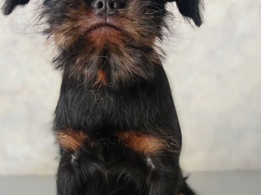 Бельгийский гриффон