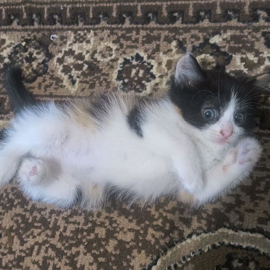 Котёнок в добрые руки