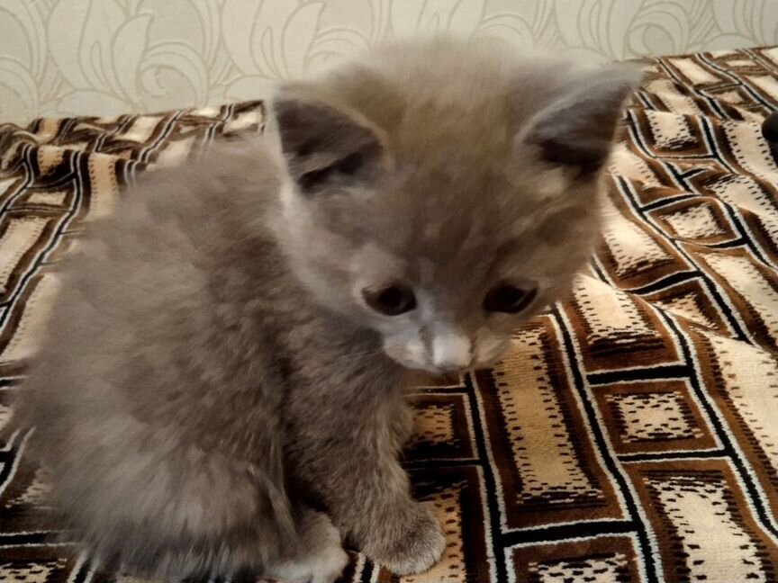 Отдам котенка в добрые руки