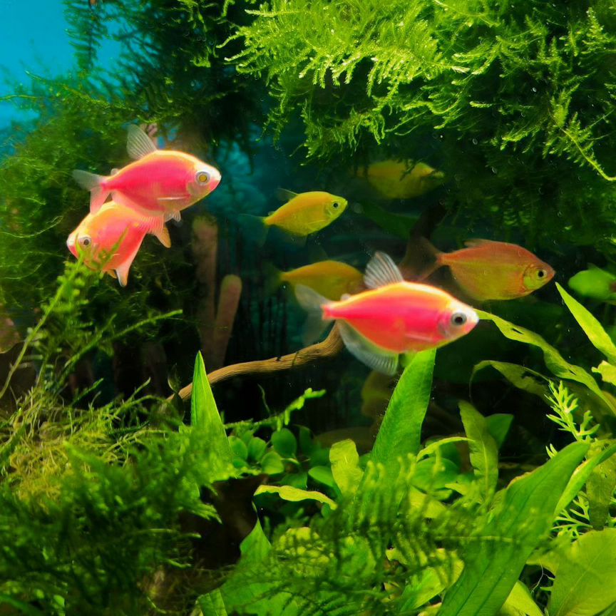 Аквариумные рыбки