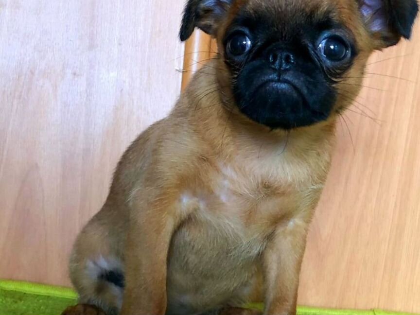 Щенки пти брабансона