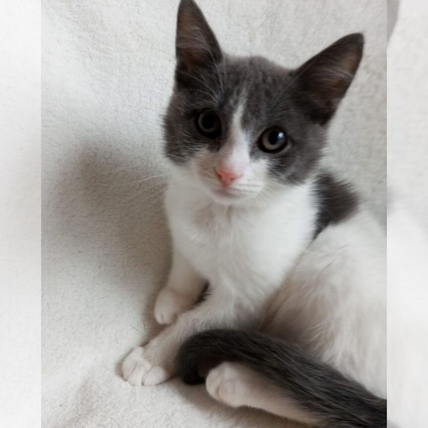 Котёнок девочка