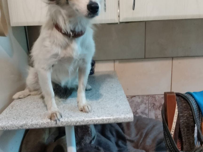 Милочка 1 год 3 мес 25 см в холке 5 кг