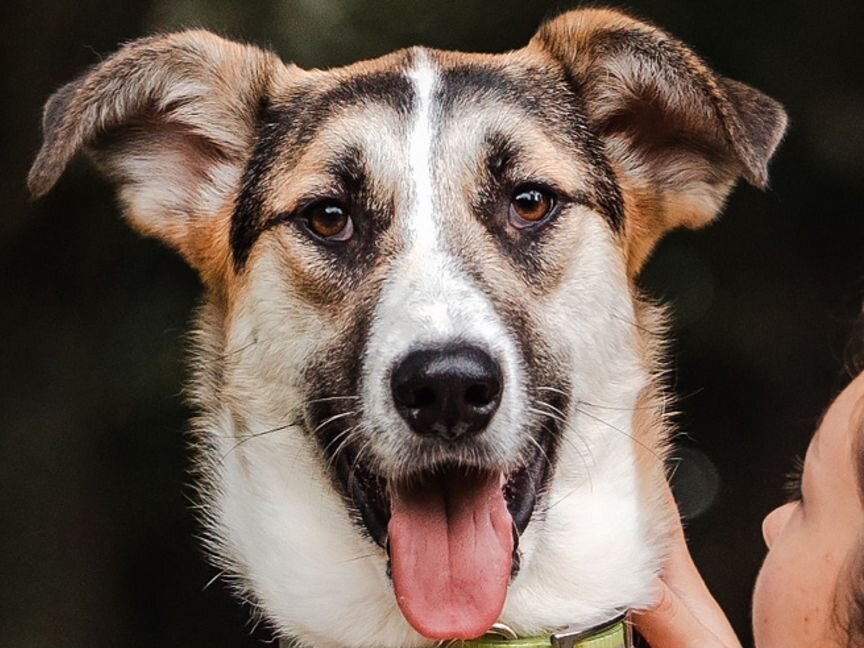 Очаровательной молодой собачке не место в приюте