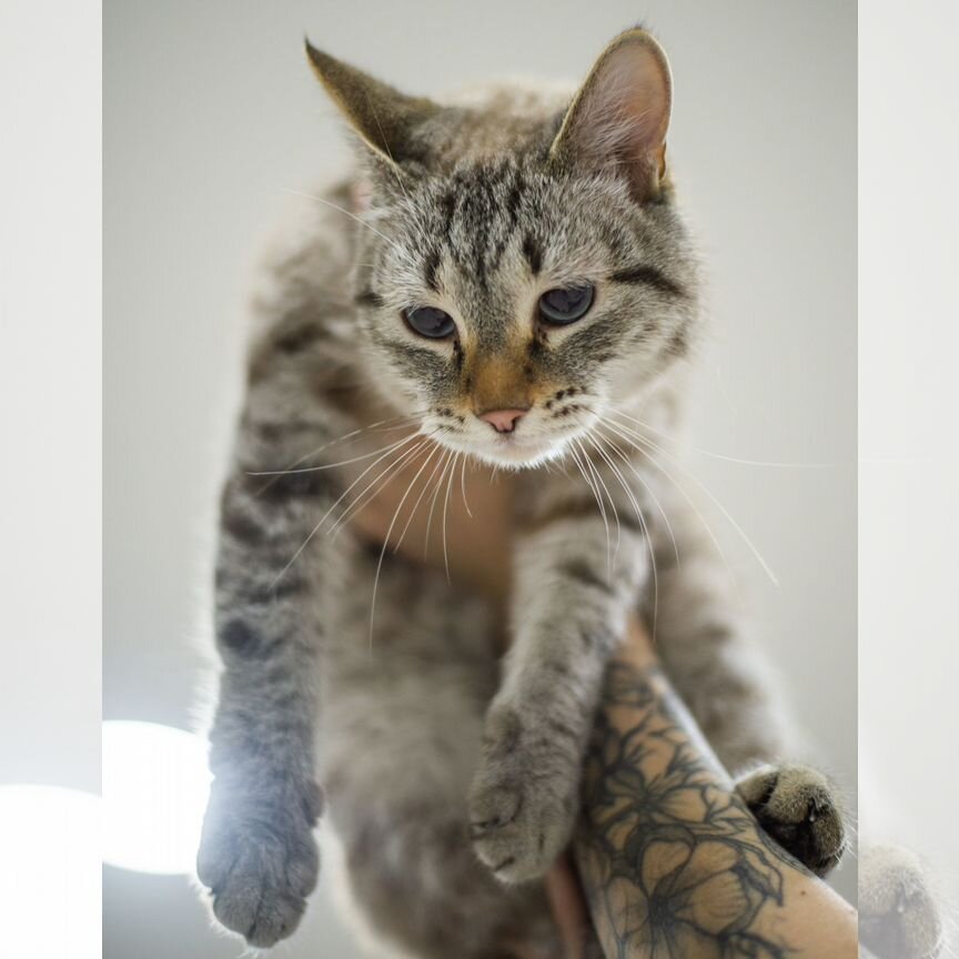 Взрослый кот в добрые руки