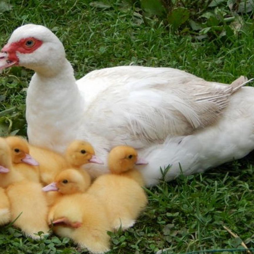 Семья индоуток