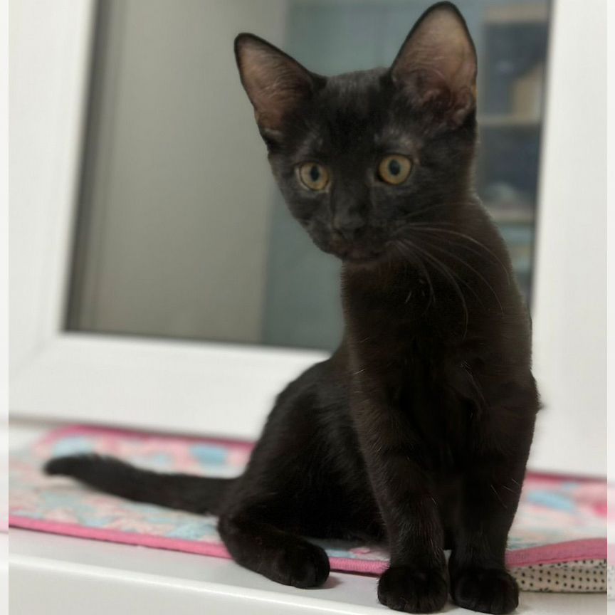 Котята в добрые оуки