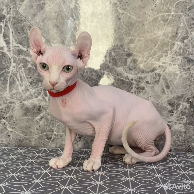 Канадсский сфинкс эльф котенок