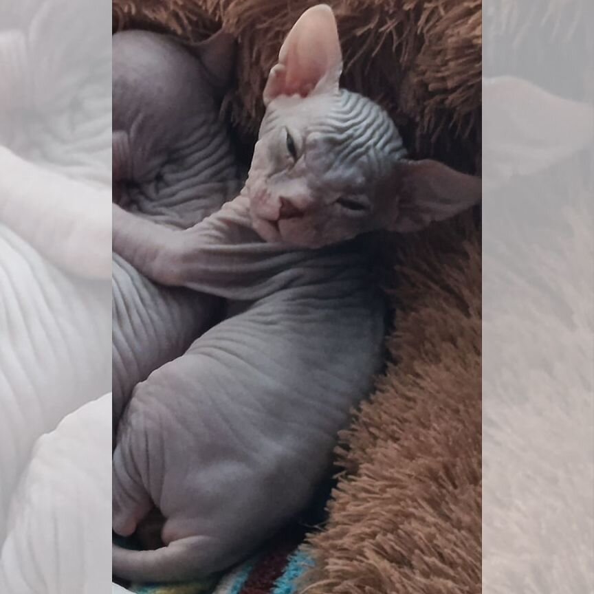 Донской сфинкс котёнок