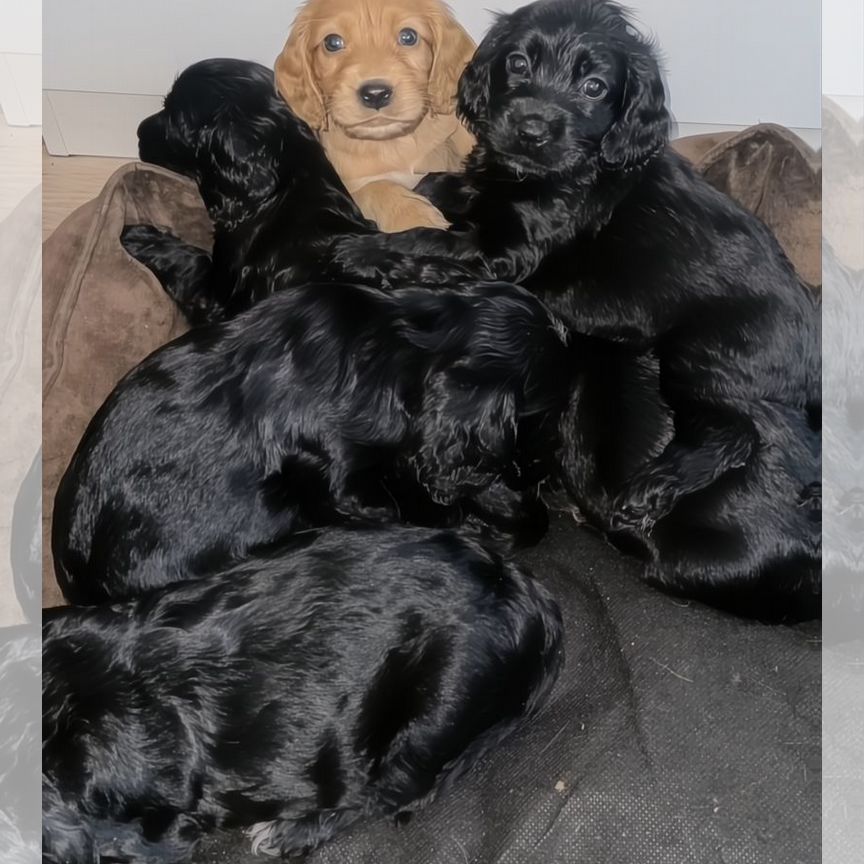 Английский кокер-спаниель, щенок