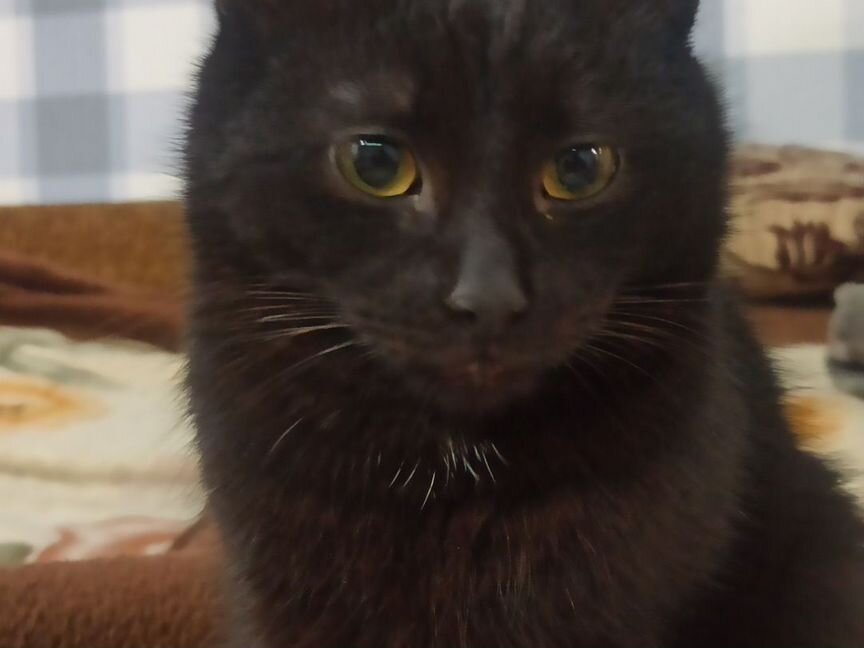 Котик