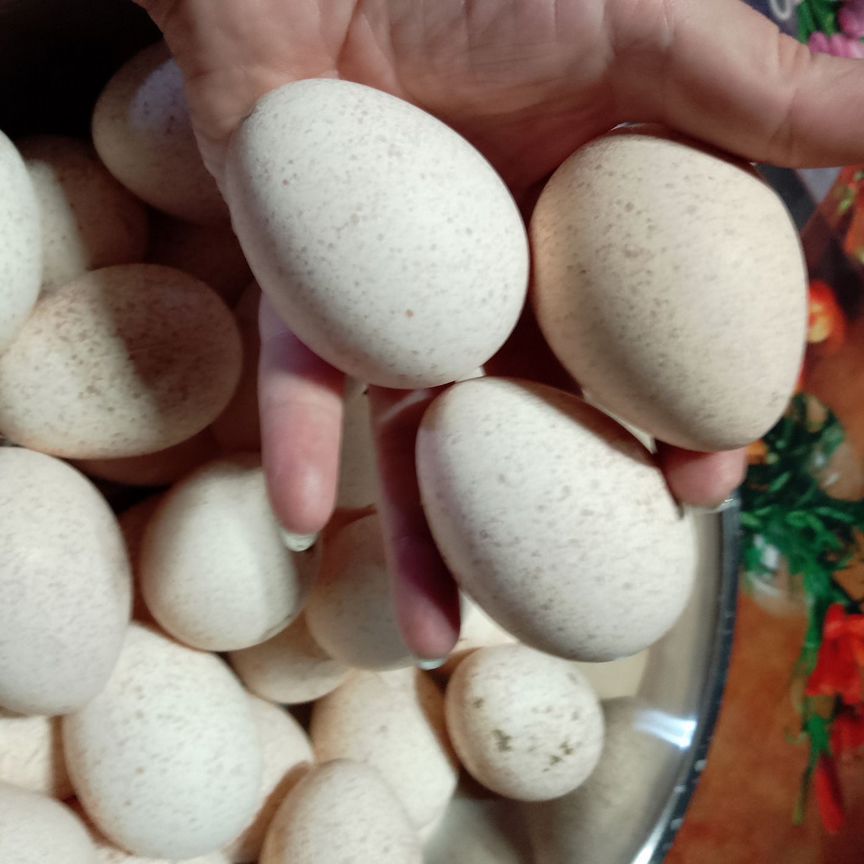 Индюшиное яйцо