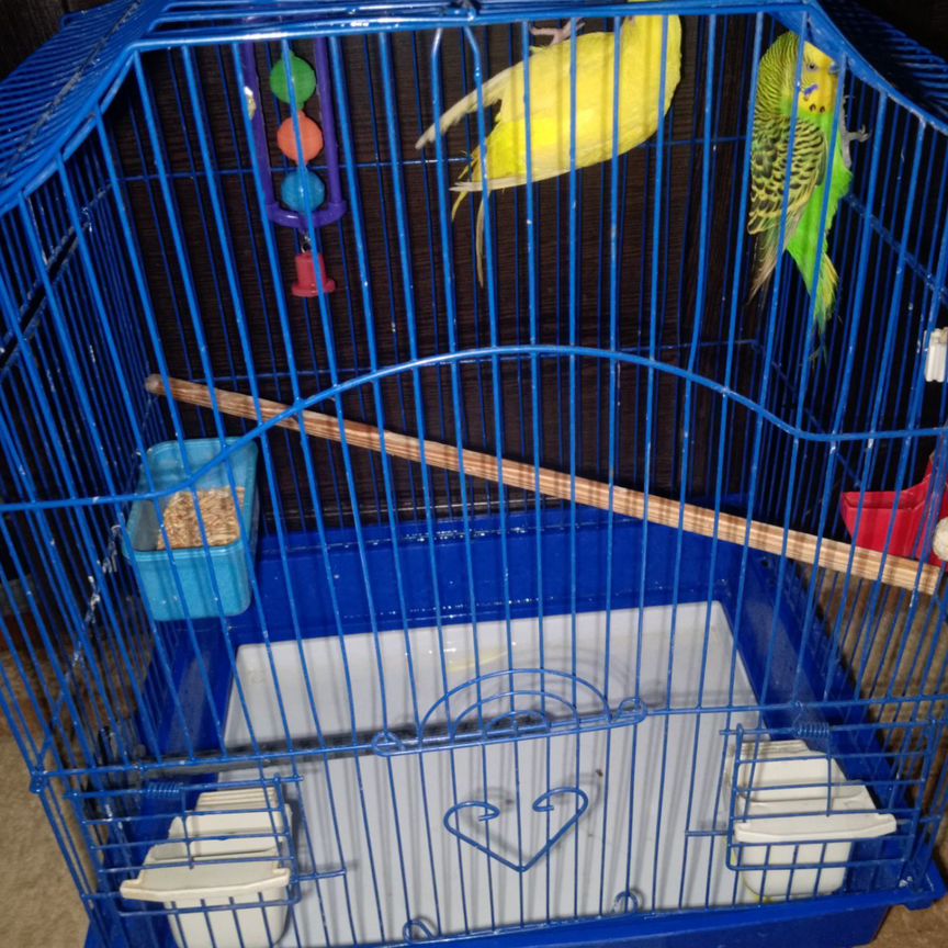 Волнистый попугай пара с клеткой