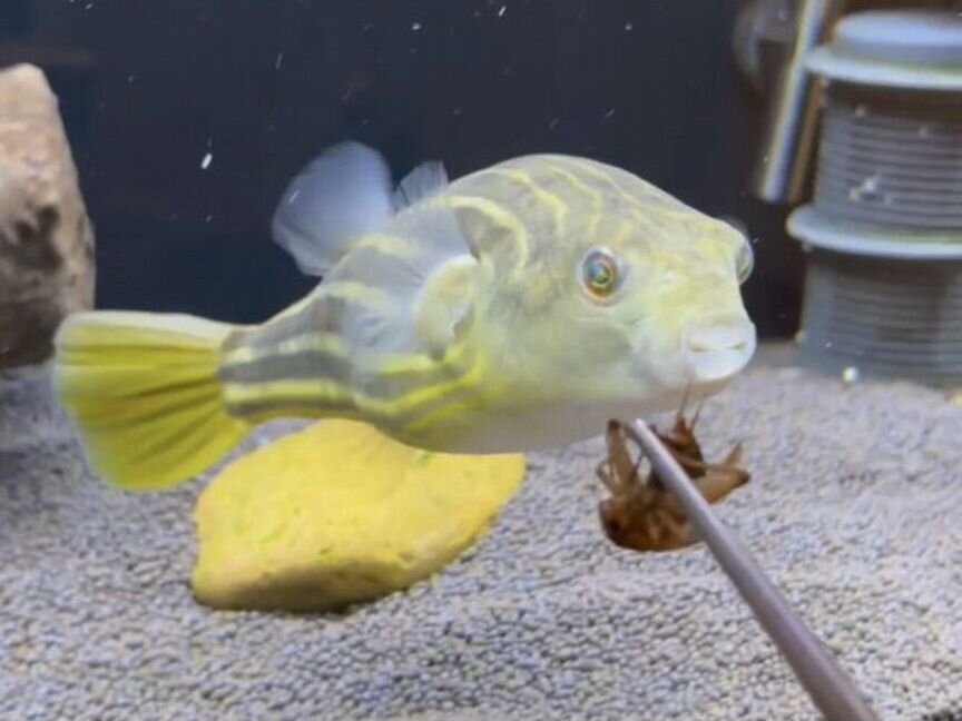 Тетрадон фахака