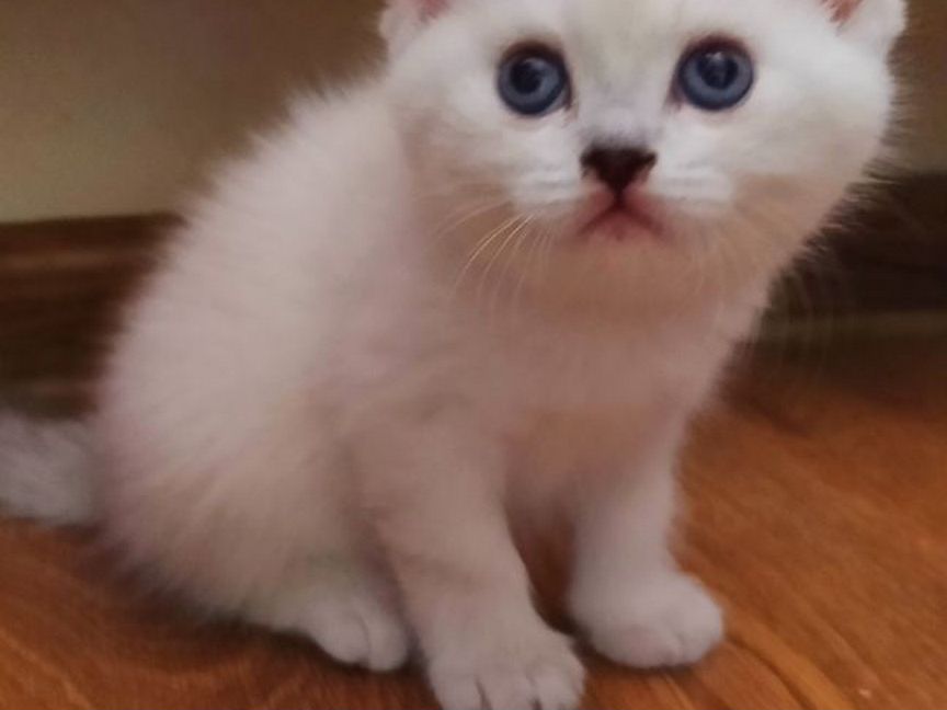 Британские котята окрас серебристая шиншилла поинт