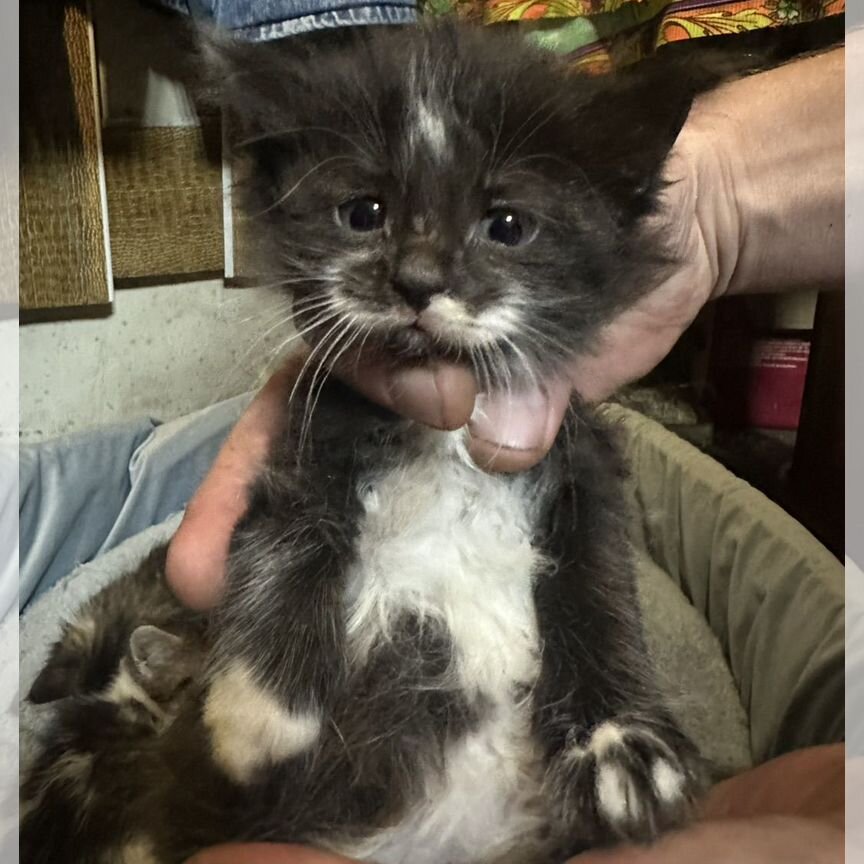 Котёнок в добрые руки