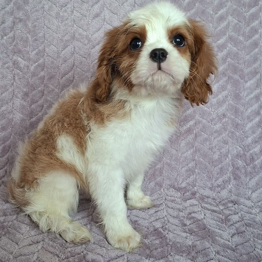Кавалер кинг-чарльз-спаниель, щенок