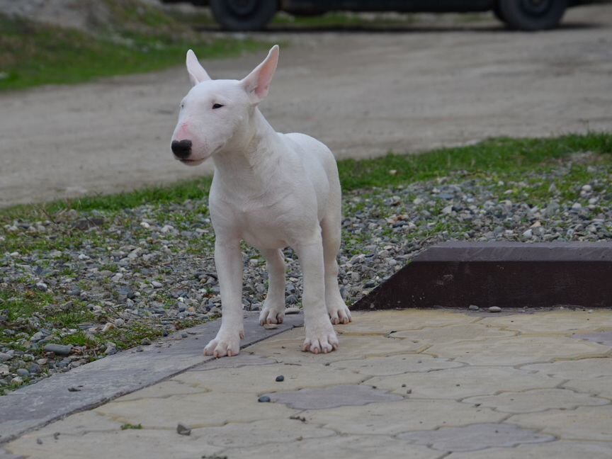 Миниатюрный бультерьер