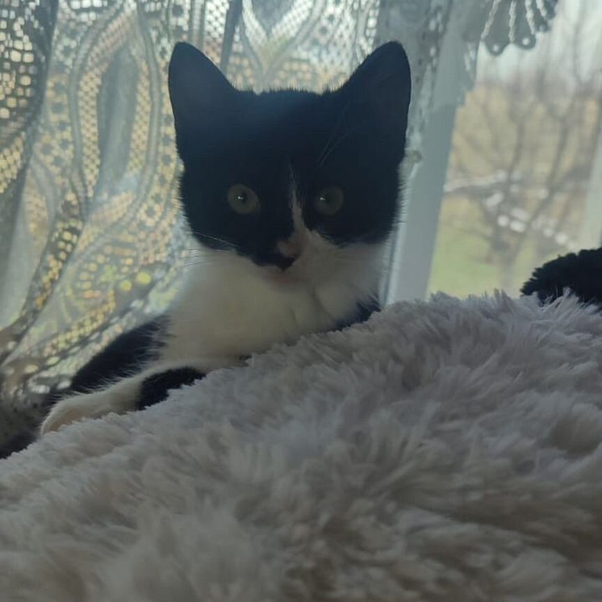 Кошка