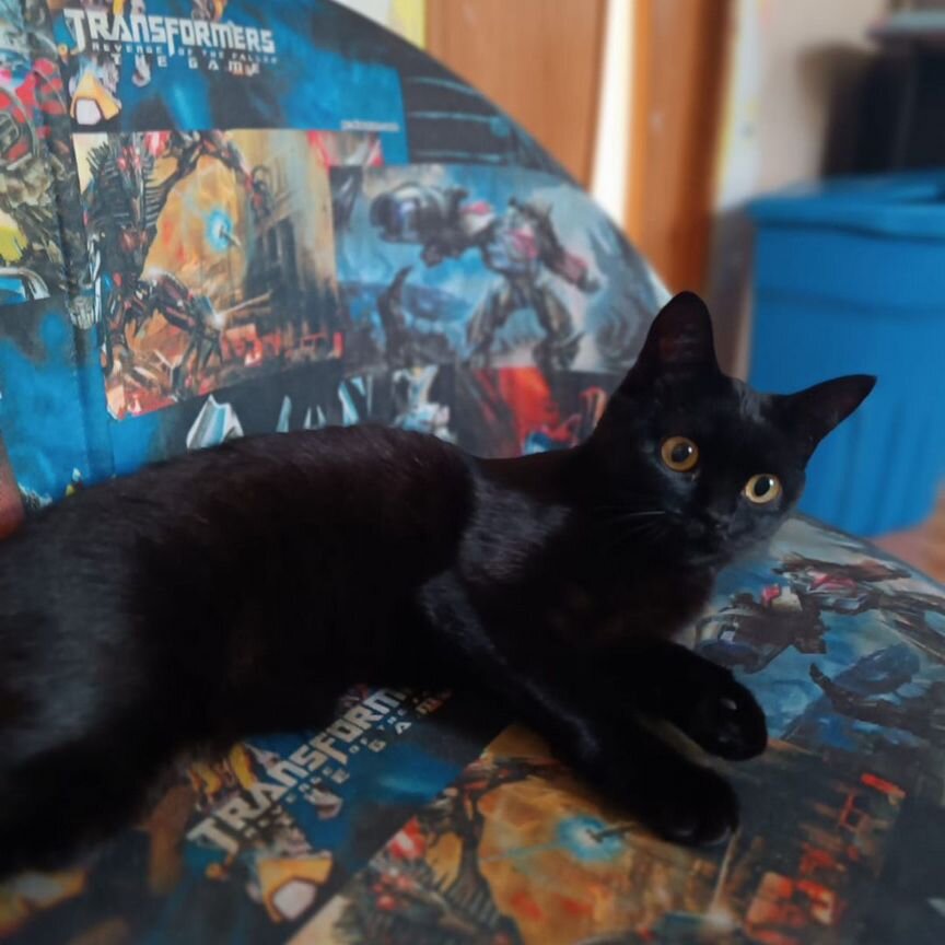 Киса без части лапки