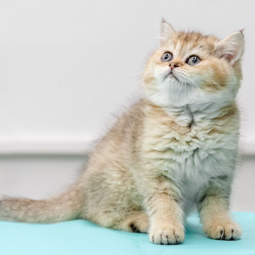 Британский короткошёрстный котёнок