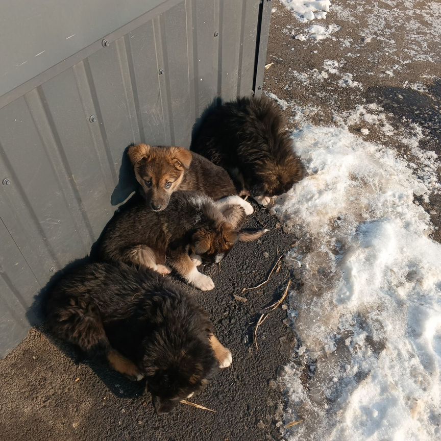 Заберите щенят бесплатно