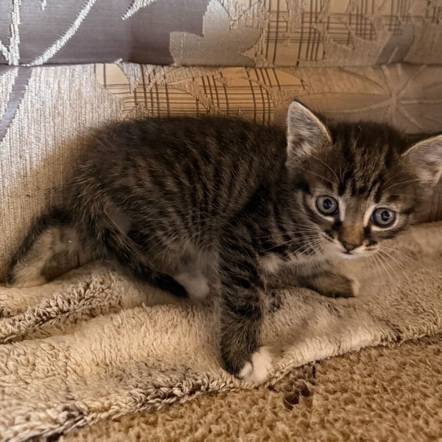 Котёнок в добрые руки