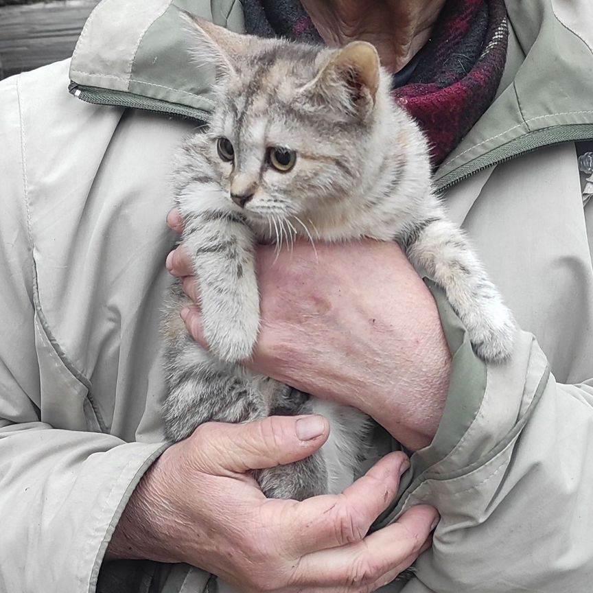 Очень милый ручной котёнок, 2 мес