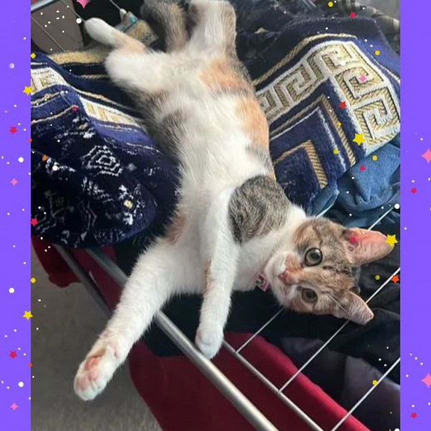 Кошка Матрешка бесплатно