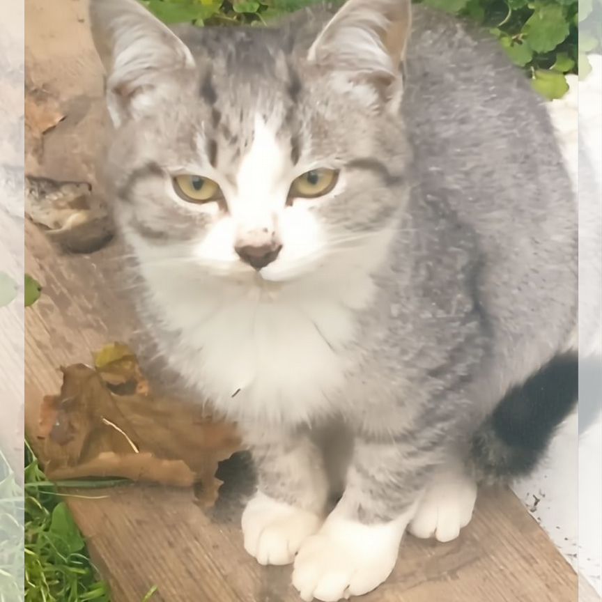 Котёнок в добрые руки