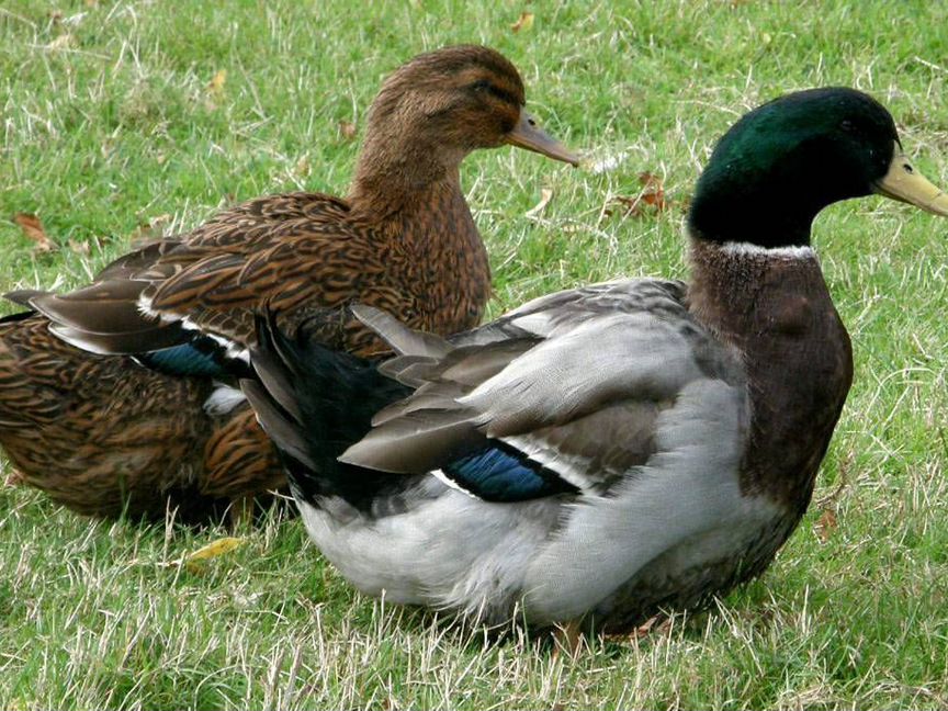 Утята башкирские