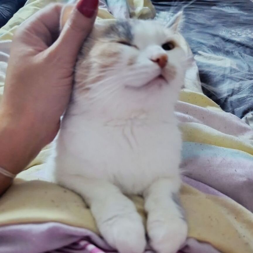Отдам в добрые руки кошечку
