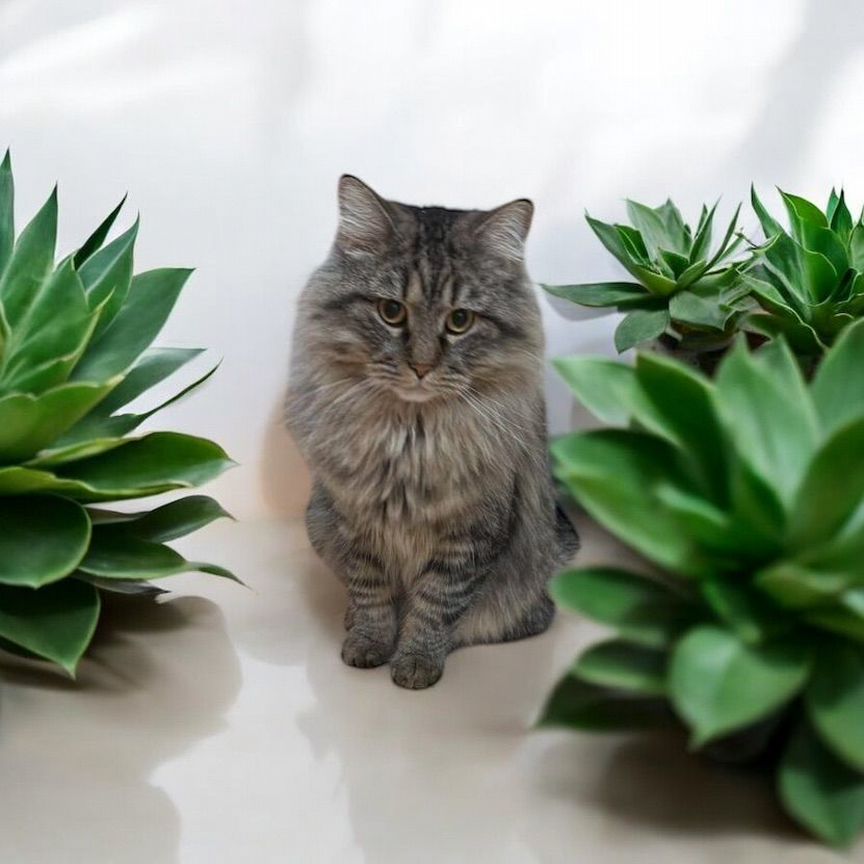 Кот сибиряк в добрые руки