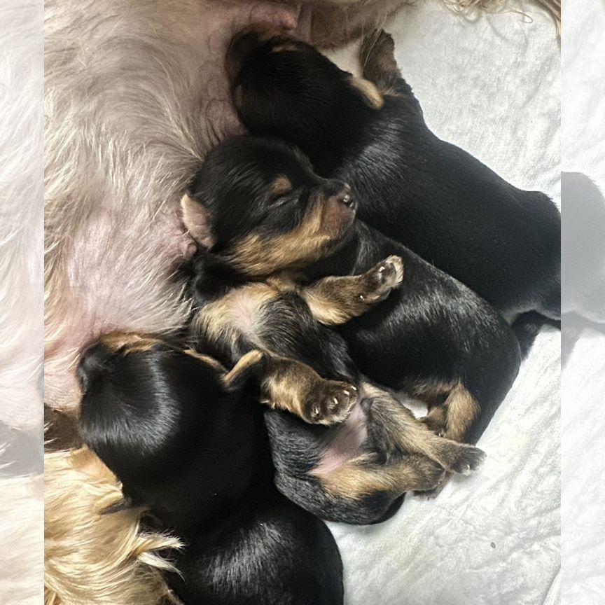 Йоркширский терьер, щенок