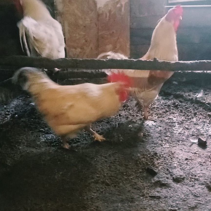 Куры домашние