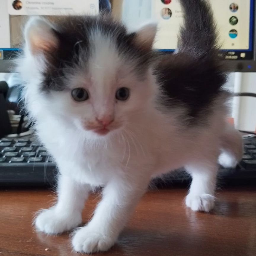 Котята в добрые руки бесплатно
