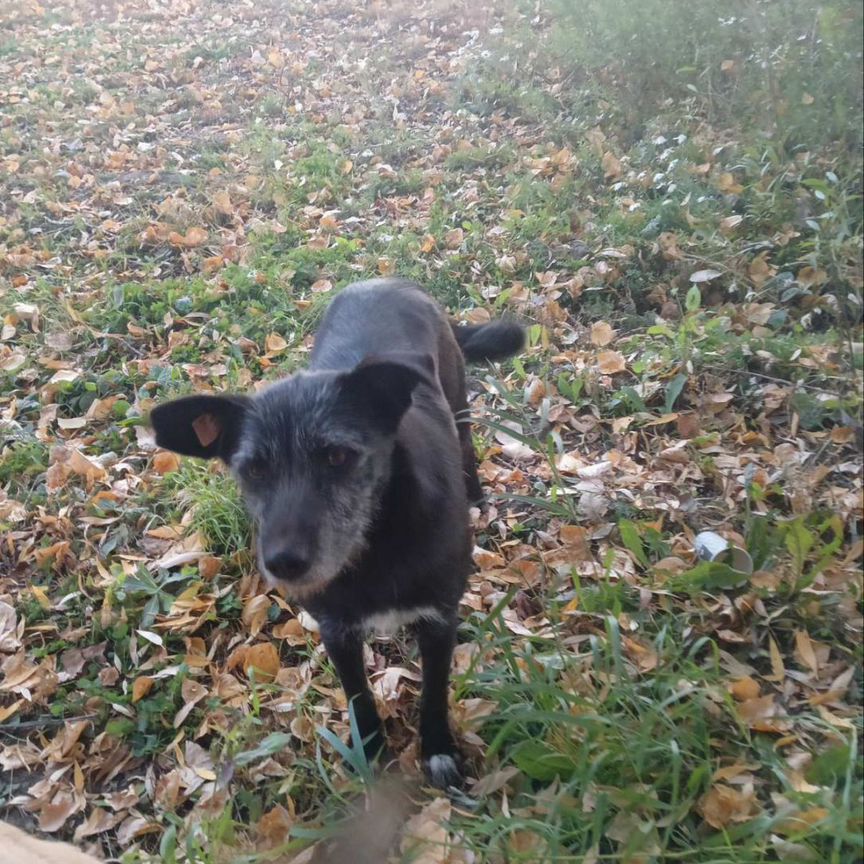 Собака в частный дом