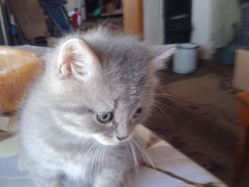 Котик в добрые ручки