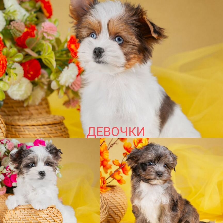 Йоркширский терьер, щенок